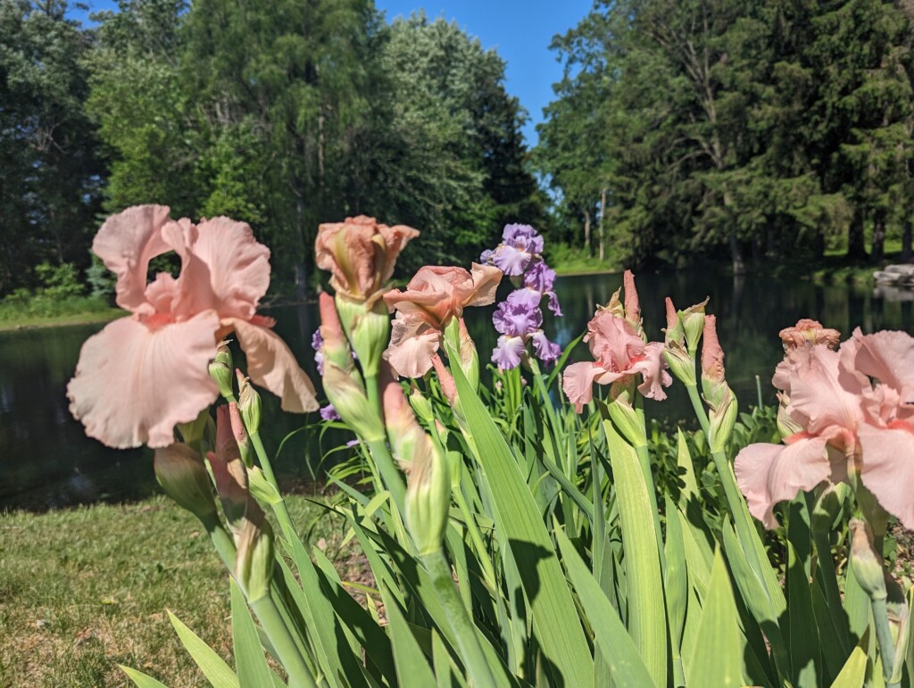 Aunt Beth’s Irises | the post calvin