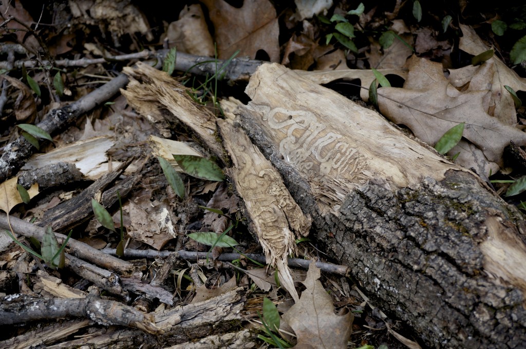 Everything Depends on Not Squishing Spiders | the post calvin