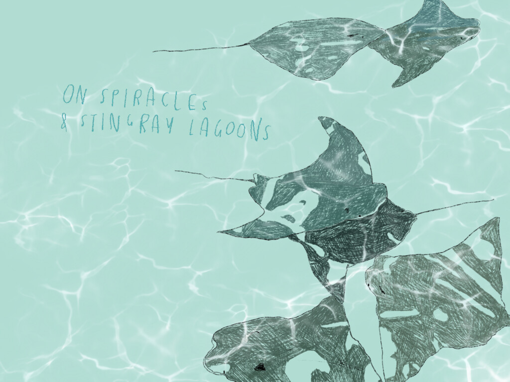 On Spiracles and Stingray Lagoons | the post calvin