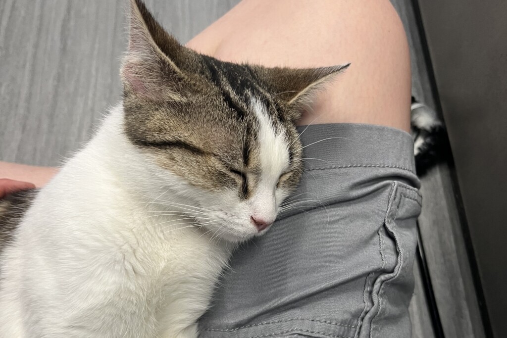 Becoming a Cat Person | the post calvin